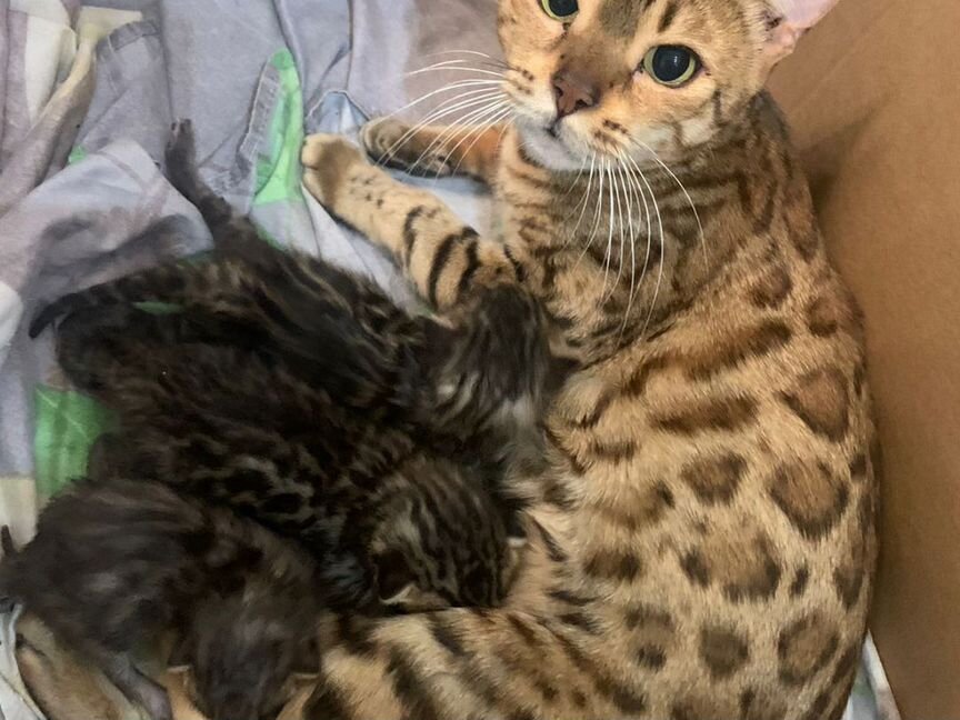 Бенгальские котята