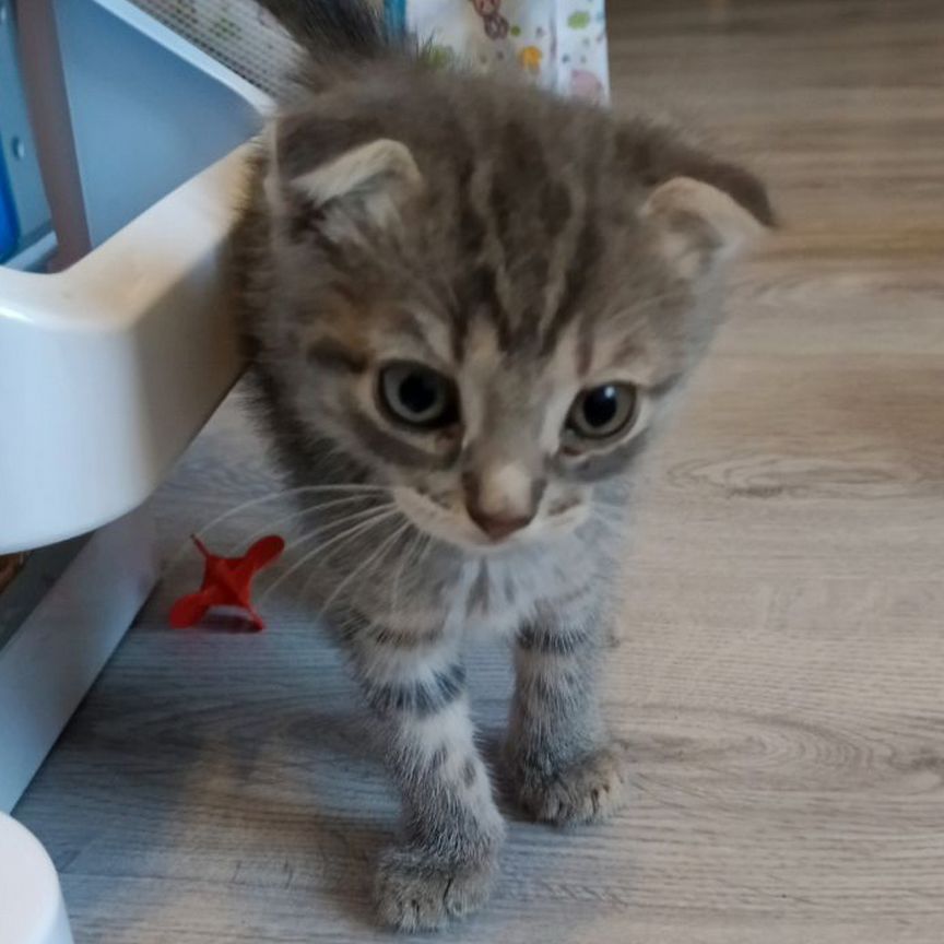 Котята