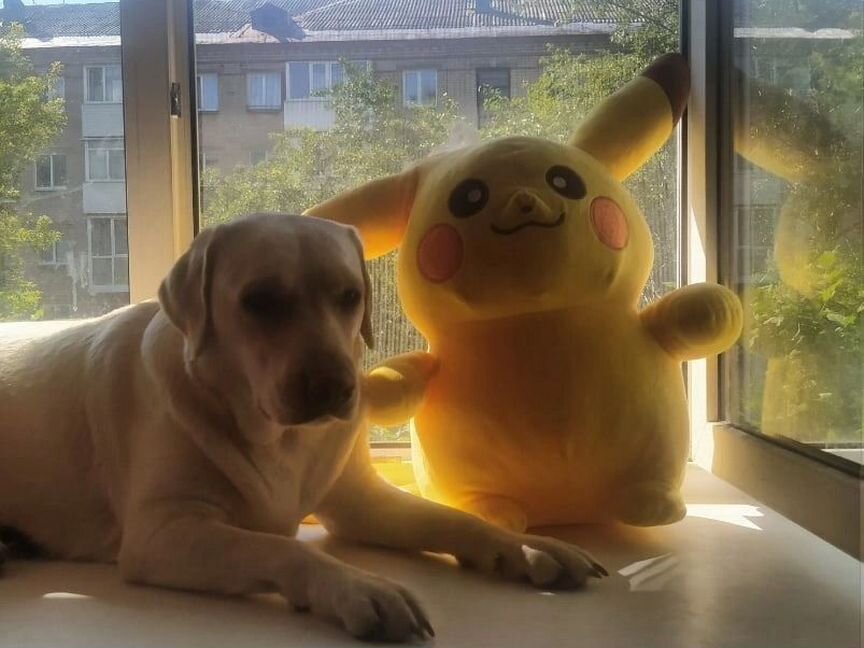 Ищем жениха