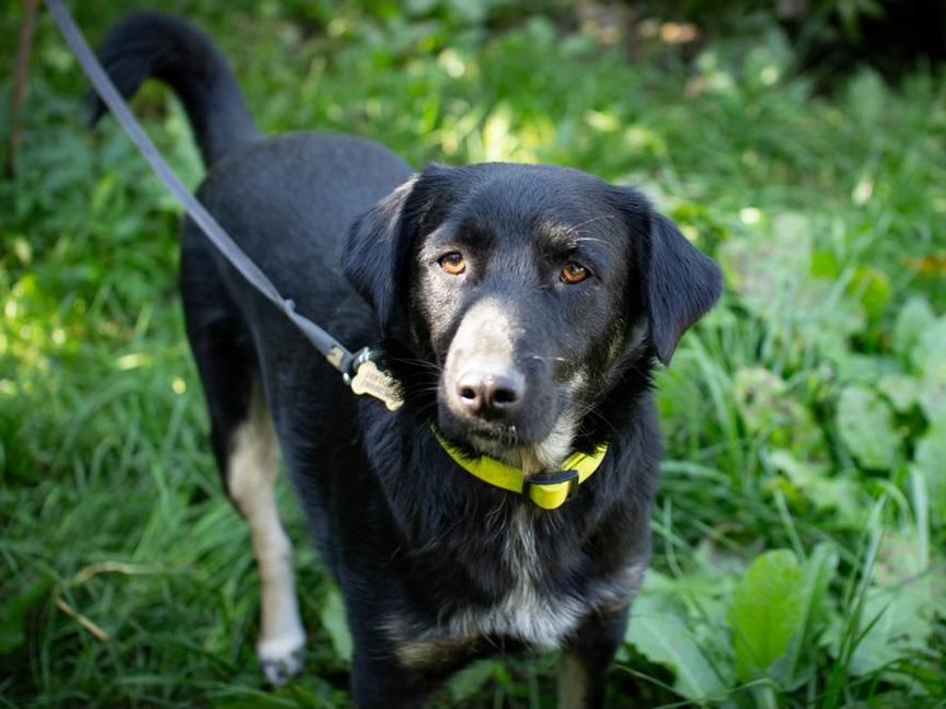 Маленький пёсик Майк в добрые руки