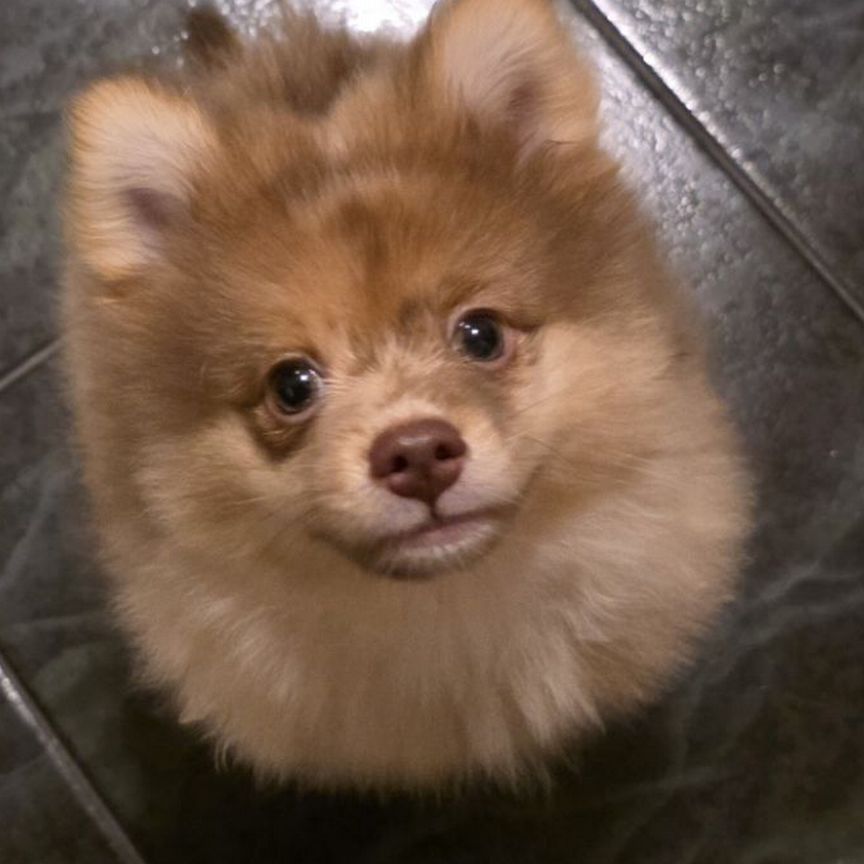 Немецкий шпиц, щенок