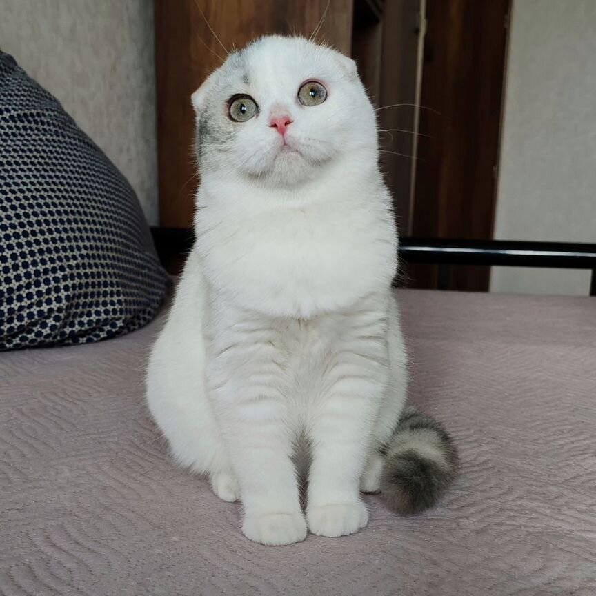 Шотландская вислоухая девочка