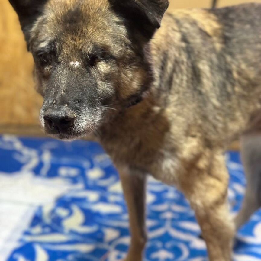 Джорджи холодно в приюте