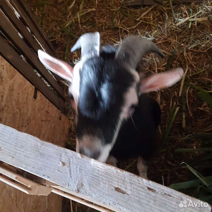 Камерунские козы