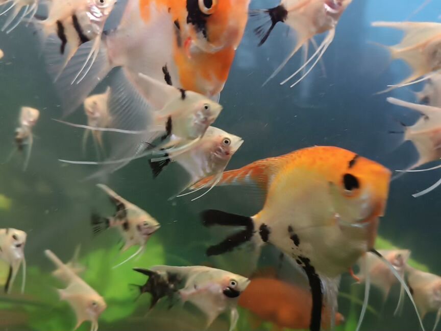 Мальки скалярий