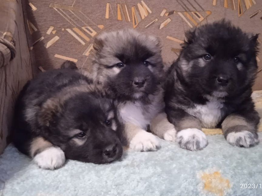 Кавказские овчарки щенки