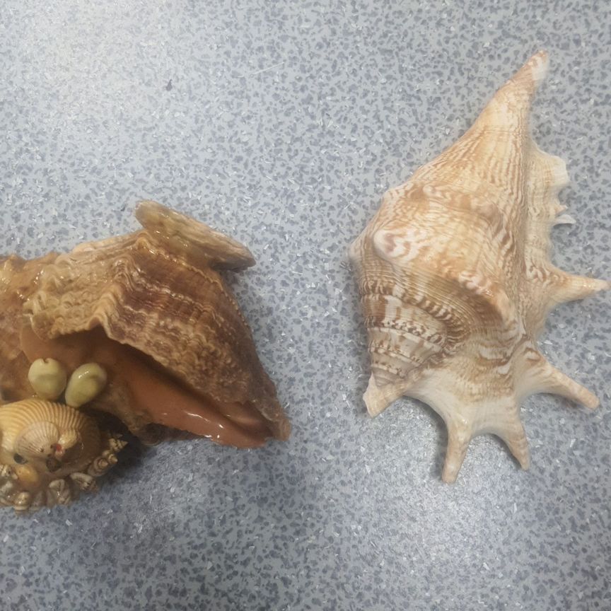Ракушки для аквариума