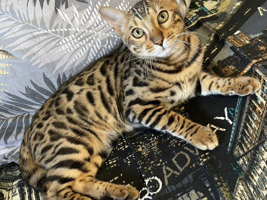 Бенгальские котята