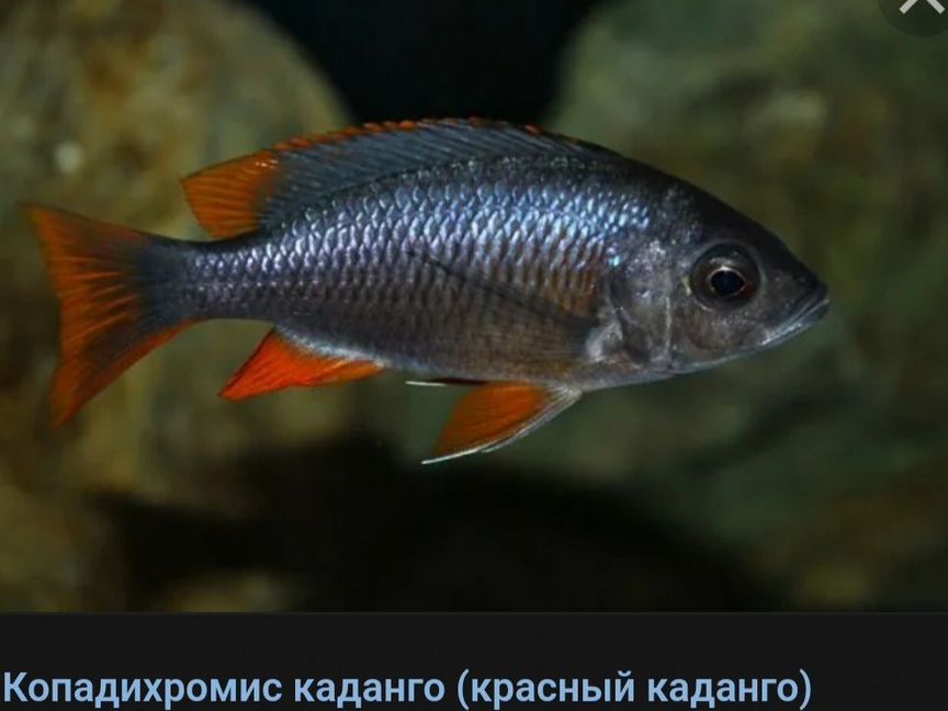 Аквариумные рыбки Цихлиды