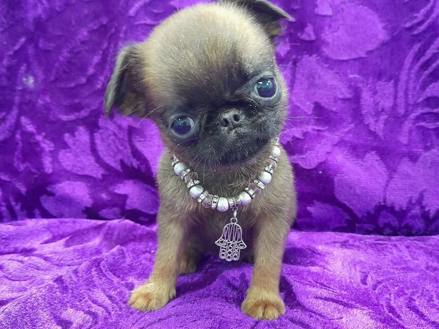 Крошка на ладошки. Мини птишка