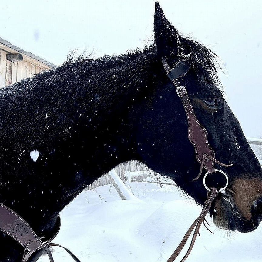 Вестерн уздечка