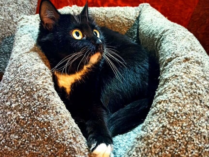 Кошечка красавица в Добрые руки