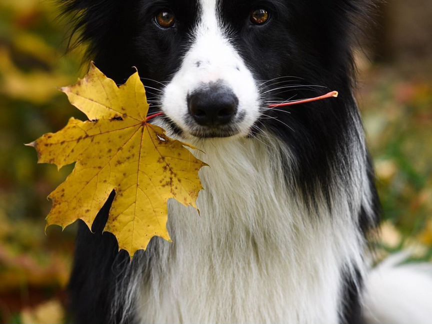 Бордер колли двортерьер 6 лет девочка