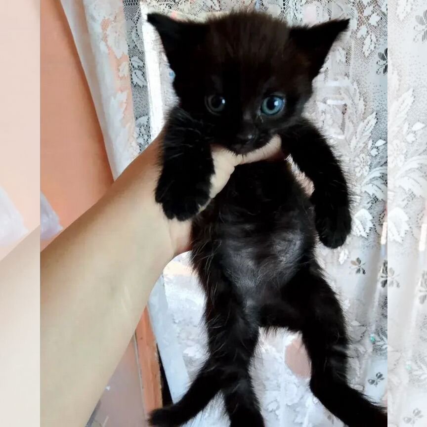 Котёнок в добрые руки