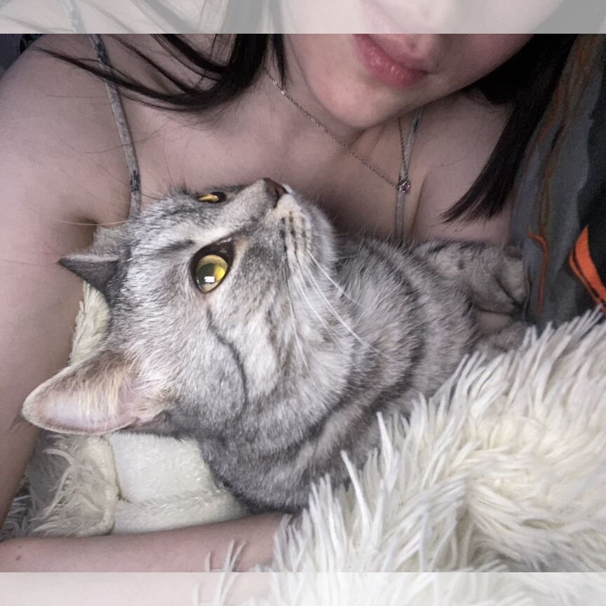 Взрослый кот в добрые руки