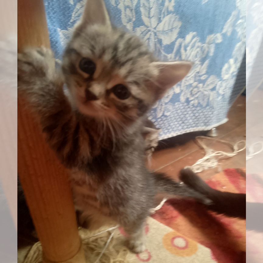 Британский короткошёрстный котёнок