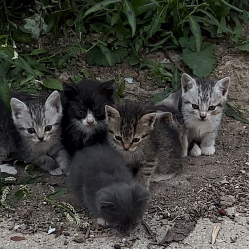 Котята в добрые руки бесплатно