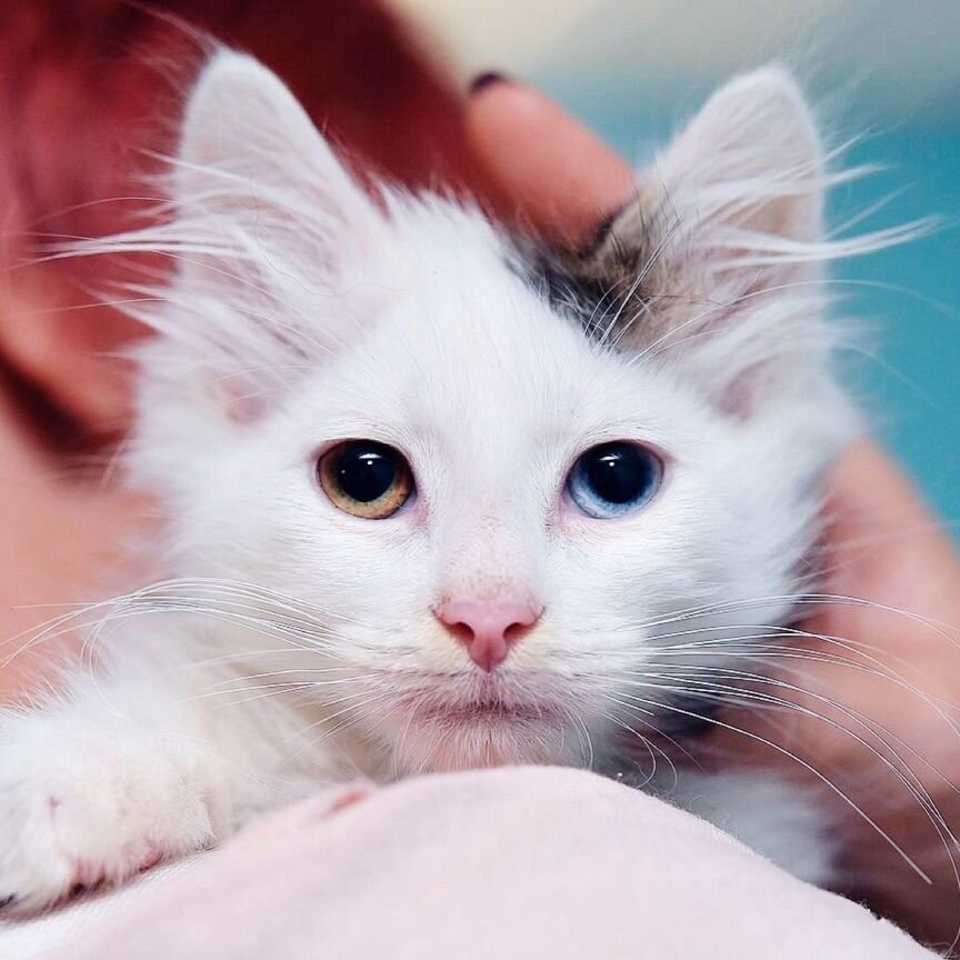 Ласковый белый котёнок с разноцветными глазками