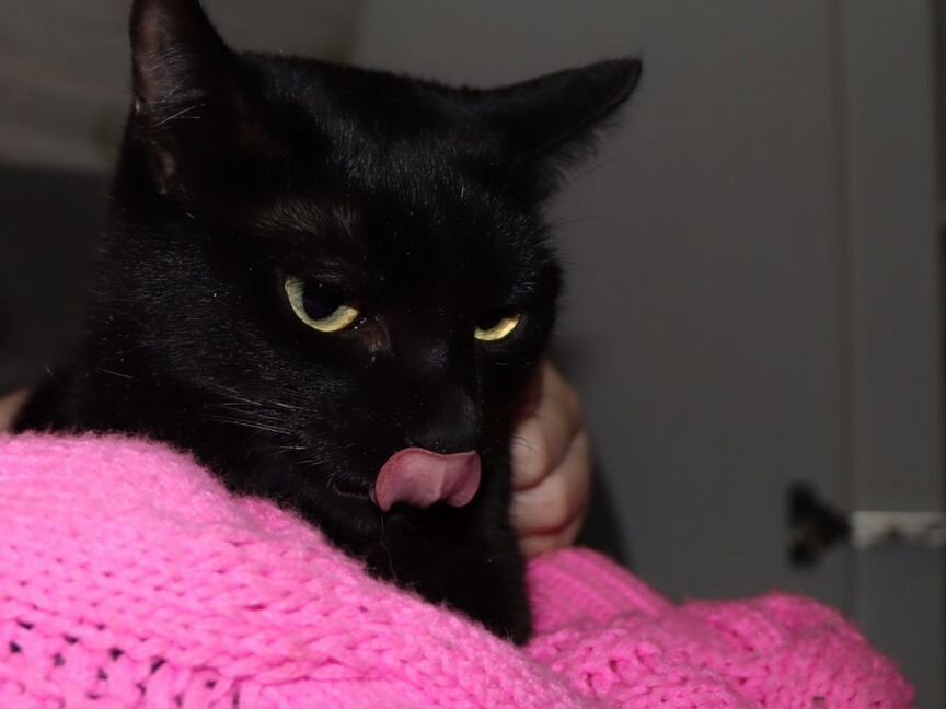 Чёрный котик, с белым пятнышком