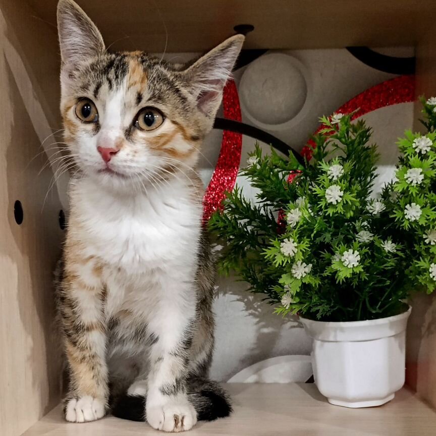 Котята 3,5 месяца