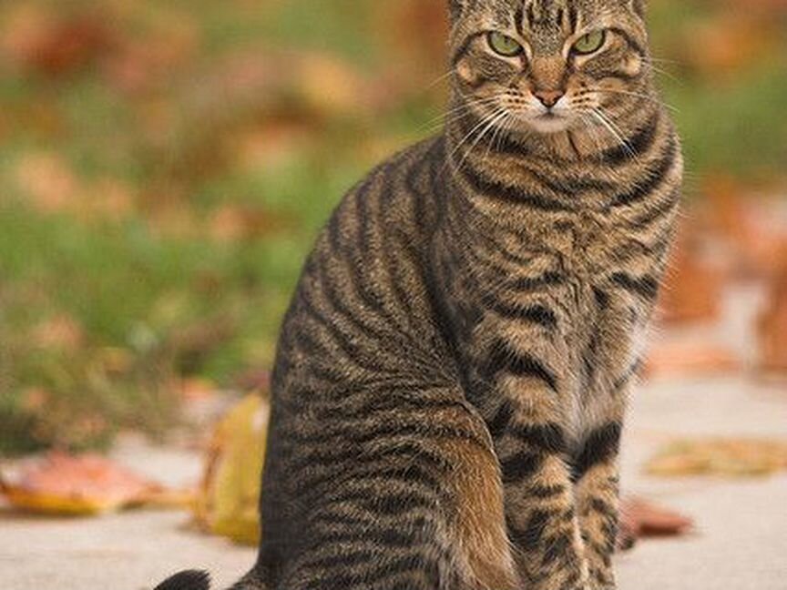 Отдам Кошечку в добрые руки