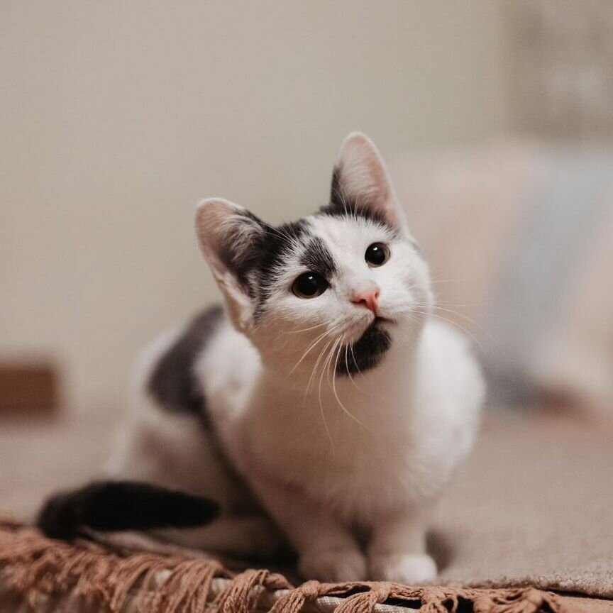 Очаровательный Томми