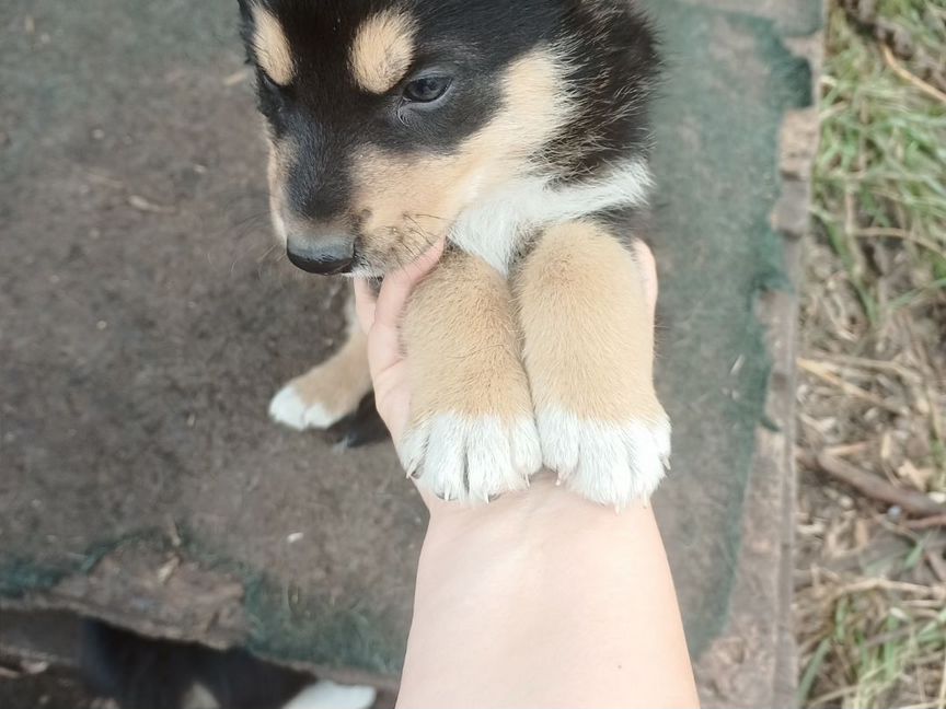 Щенки мытизы немца и хаски