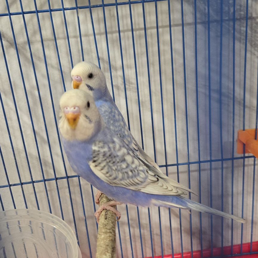 Волнистый попугай