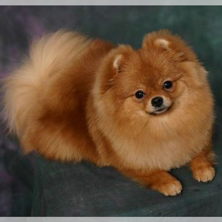 Померанский шпиц, щенок