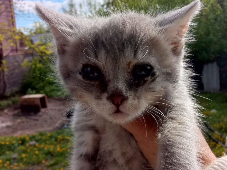 Котик