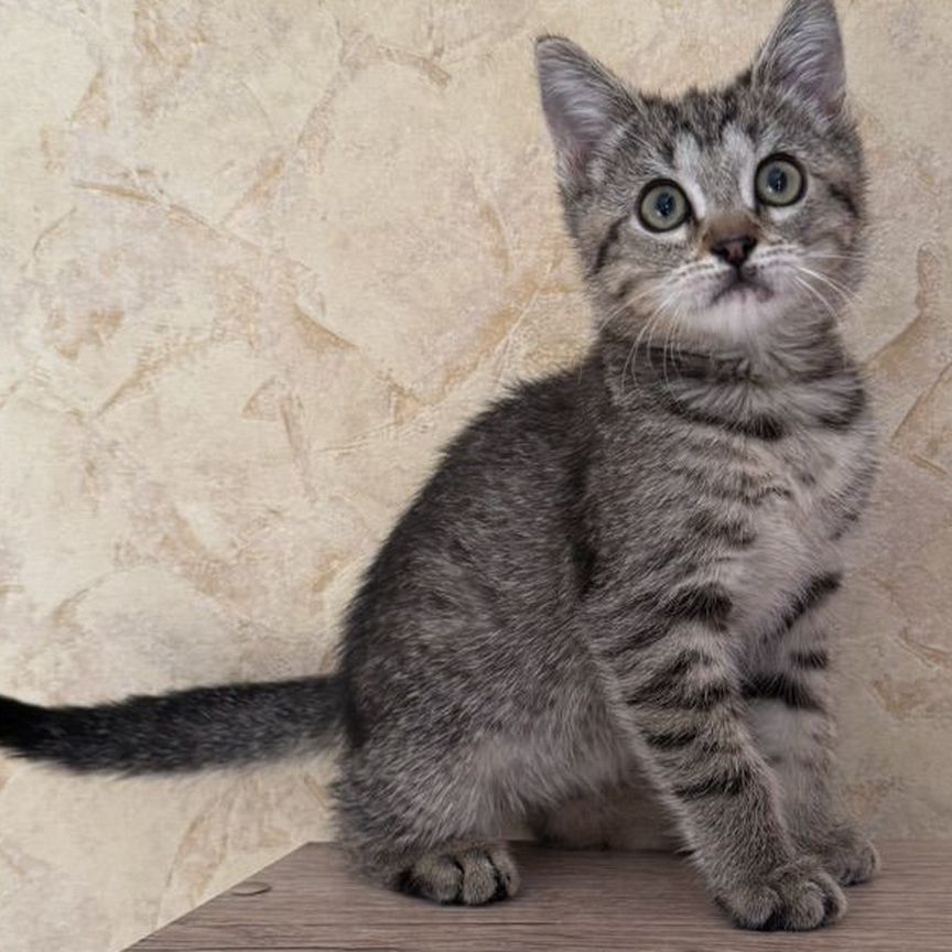 Котенок