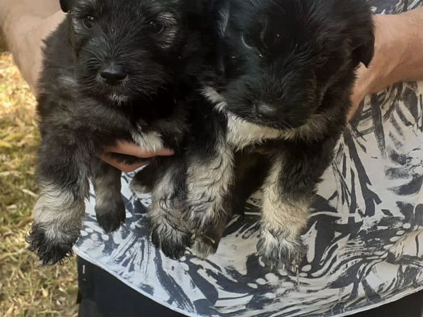 Собаки бесплатно