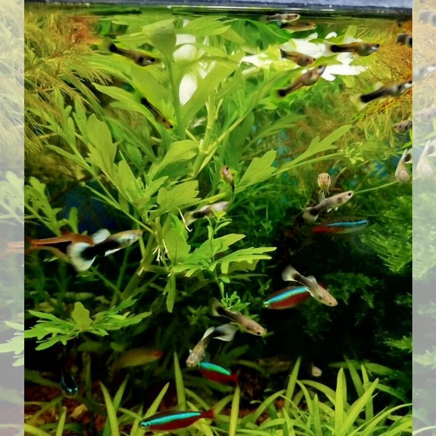 Растение для аквариума