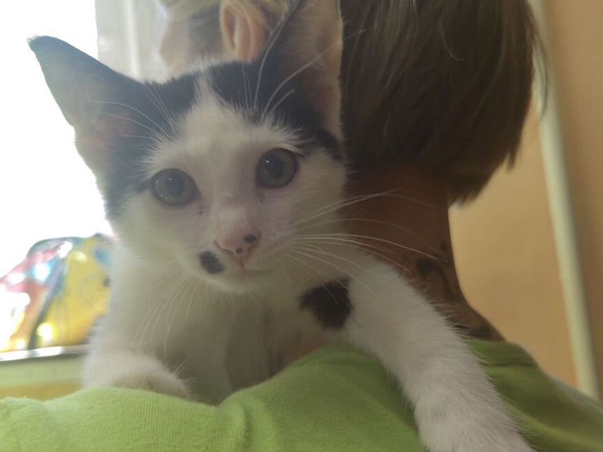 Котенок