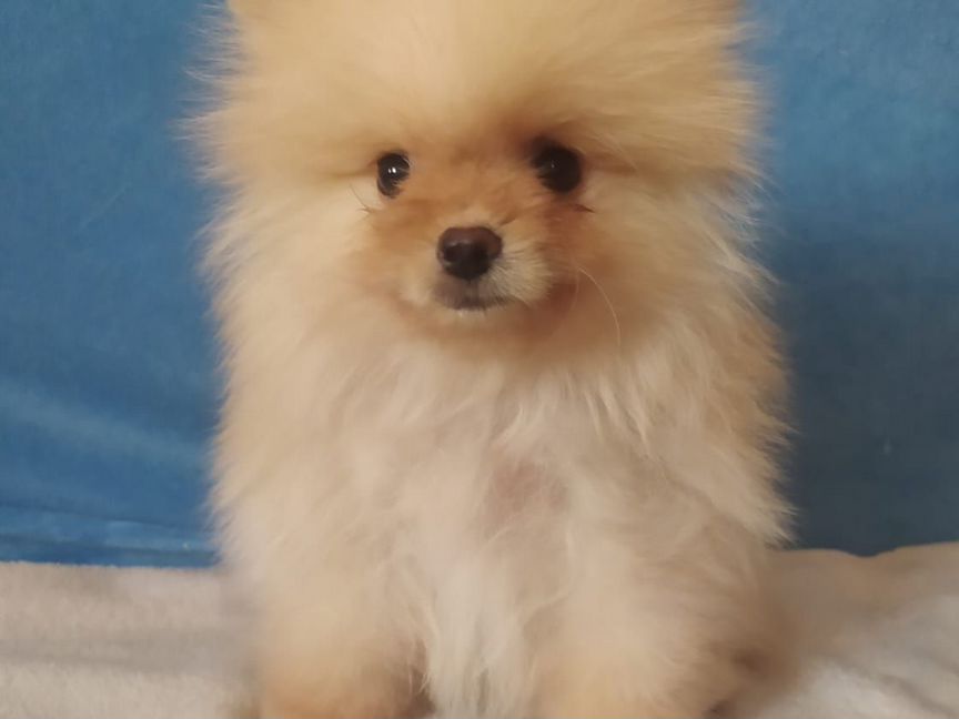 Померанский шпиц мини