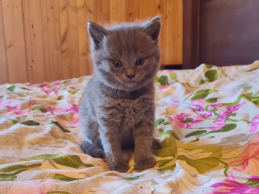 Котёнок девочка от шотландской кошечки