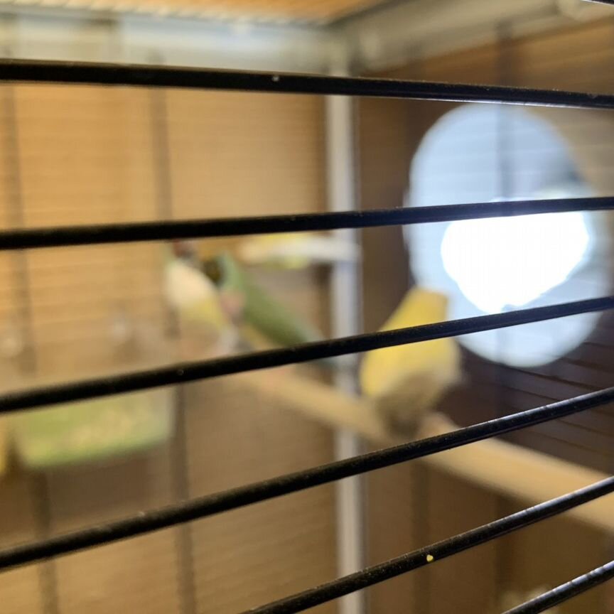 Амадины гульда