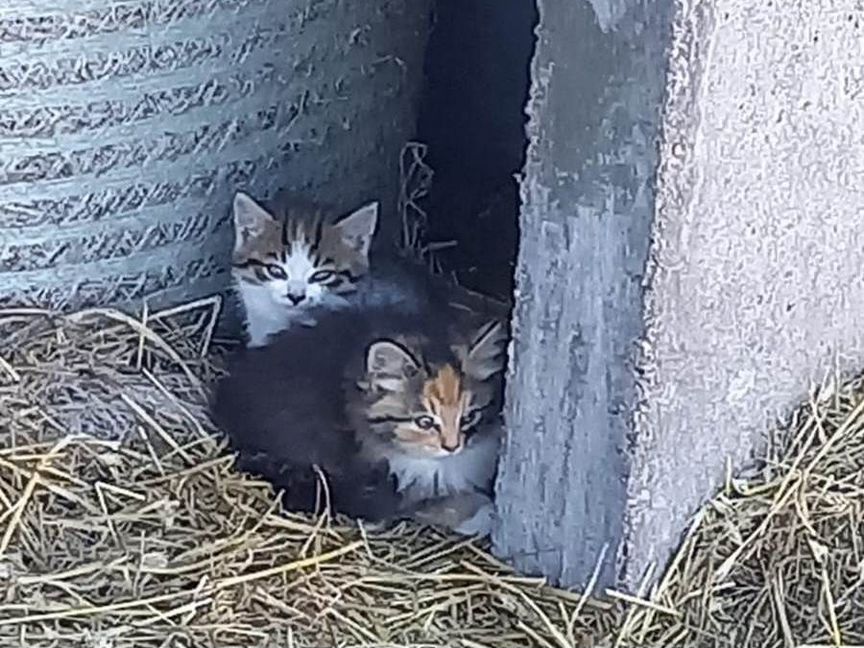 Шикарные пушистики на ферме