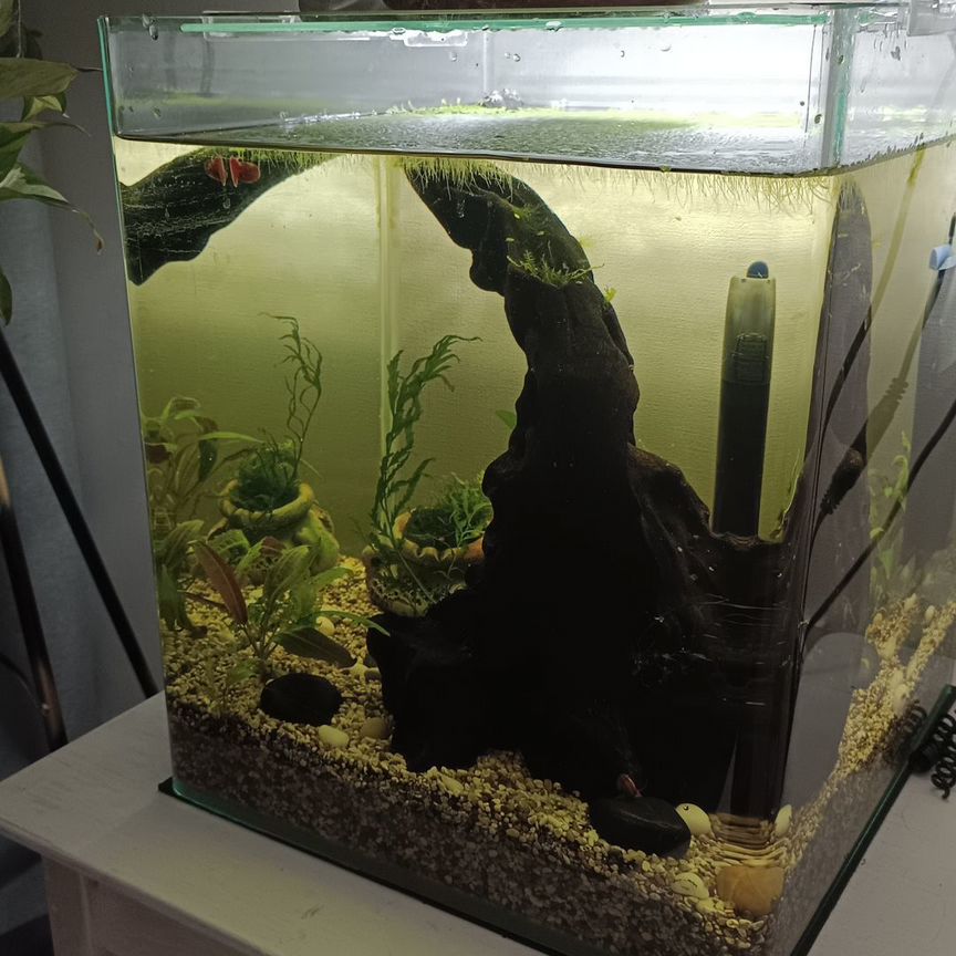 Аквариум с растениями фильтром и лампой