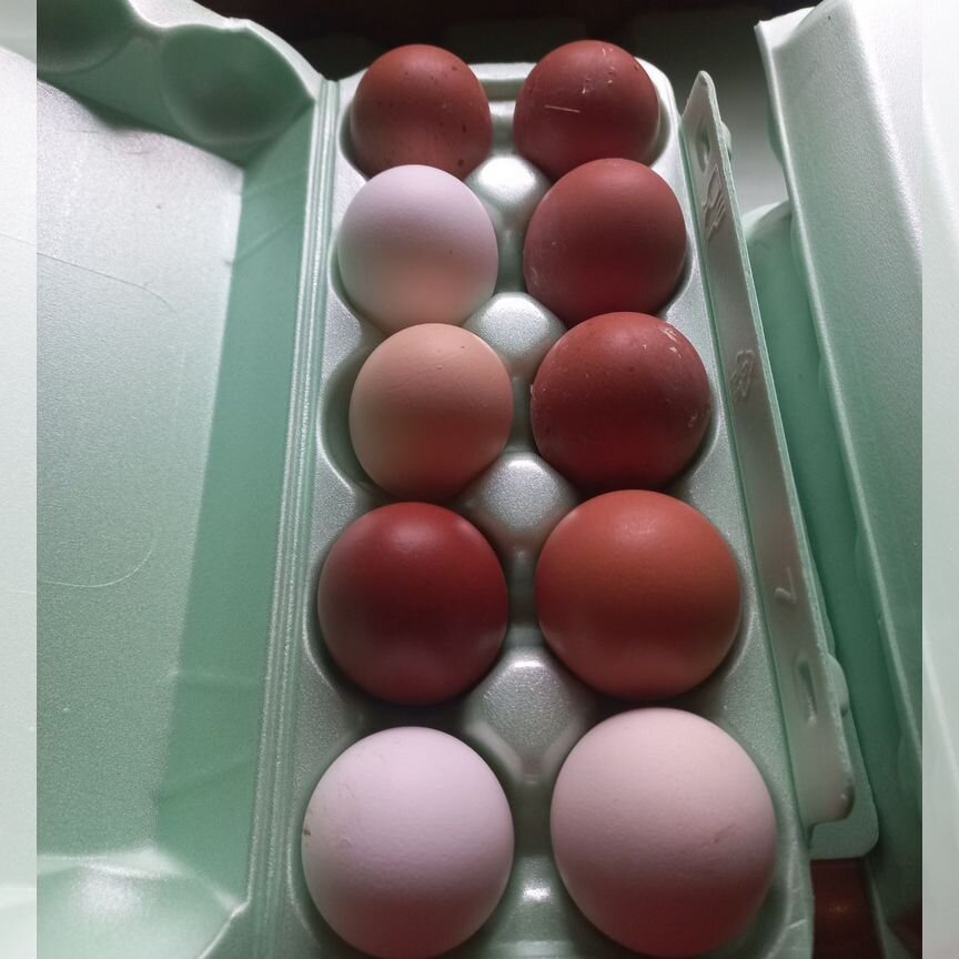Домашние куриные яйца для инкубации