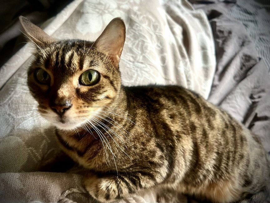 Кошечка умняша ищет дом