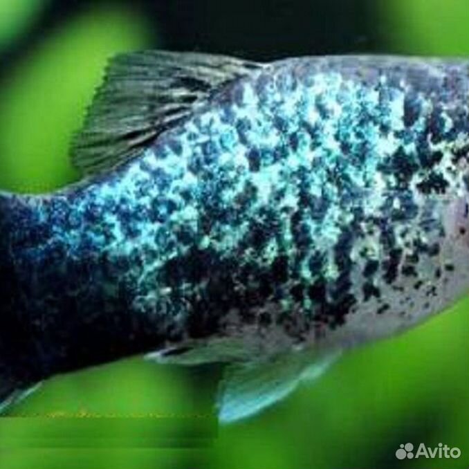 Пецилия Голубая Ситцевая (арт 5059)