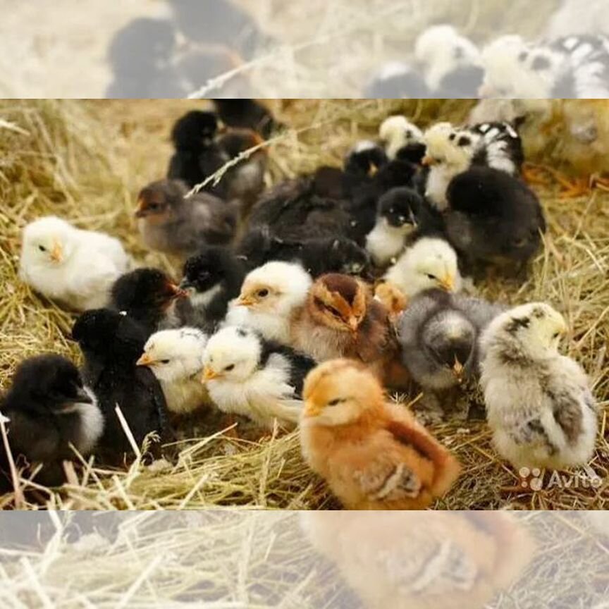 Помесные цыплята