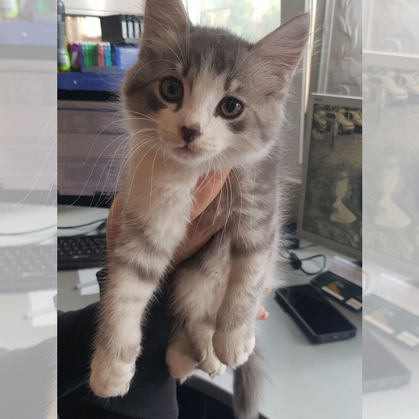 Котенок