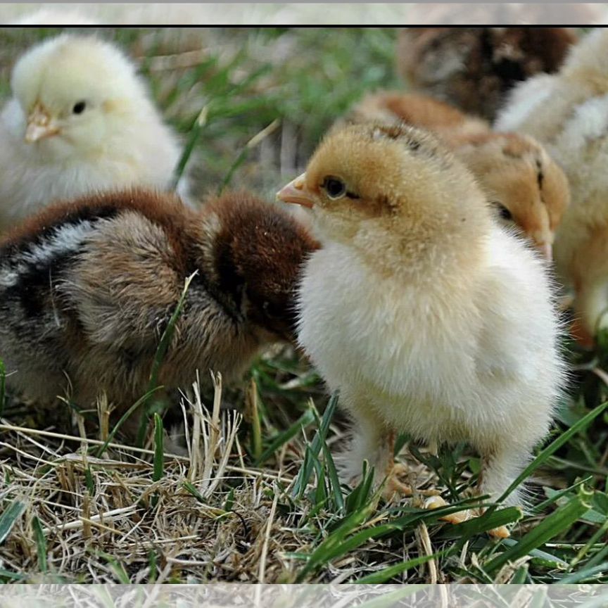 Цыплята суточные