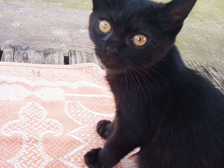 Шоколадный котик 3мес