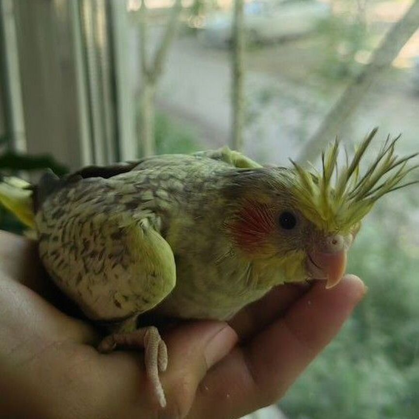 Попугай корелла птенец