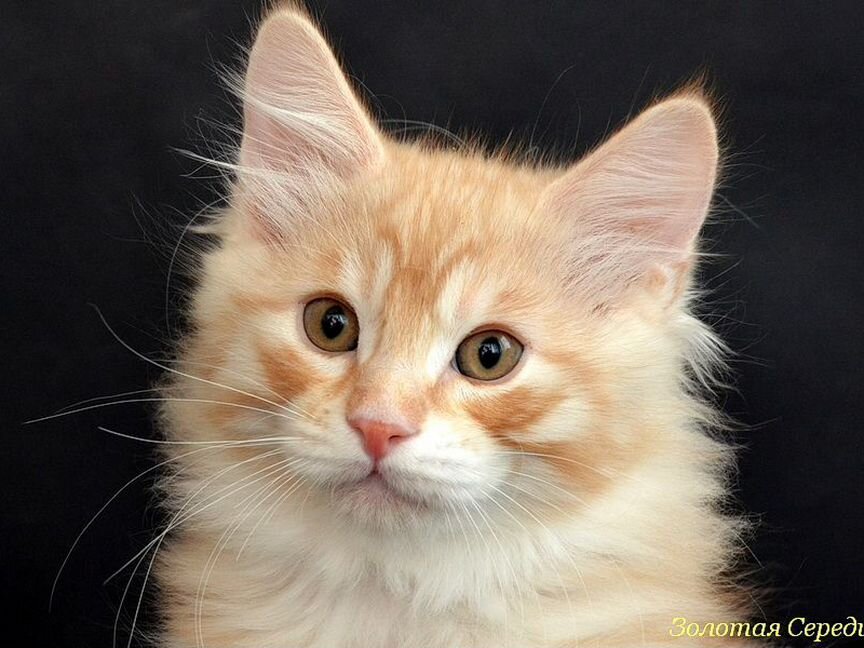 Красный серебристый котик