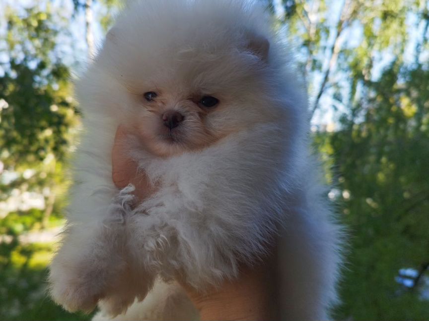 Щенки шпица