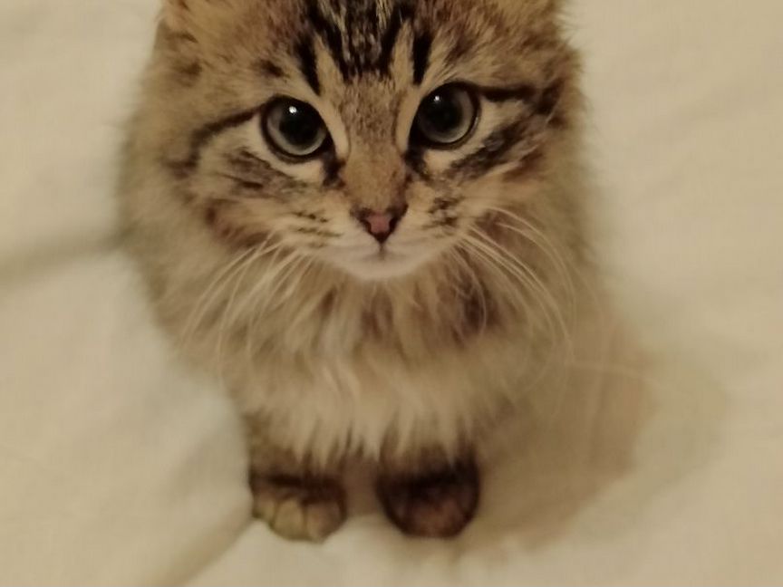 Кошечки маленькие бесплатно